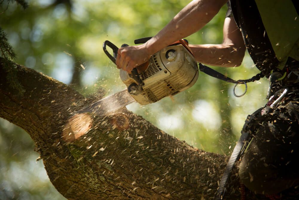 Tree Services Belfast Treescapes NI